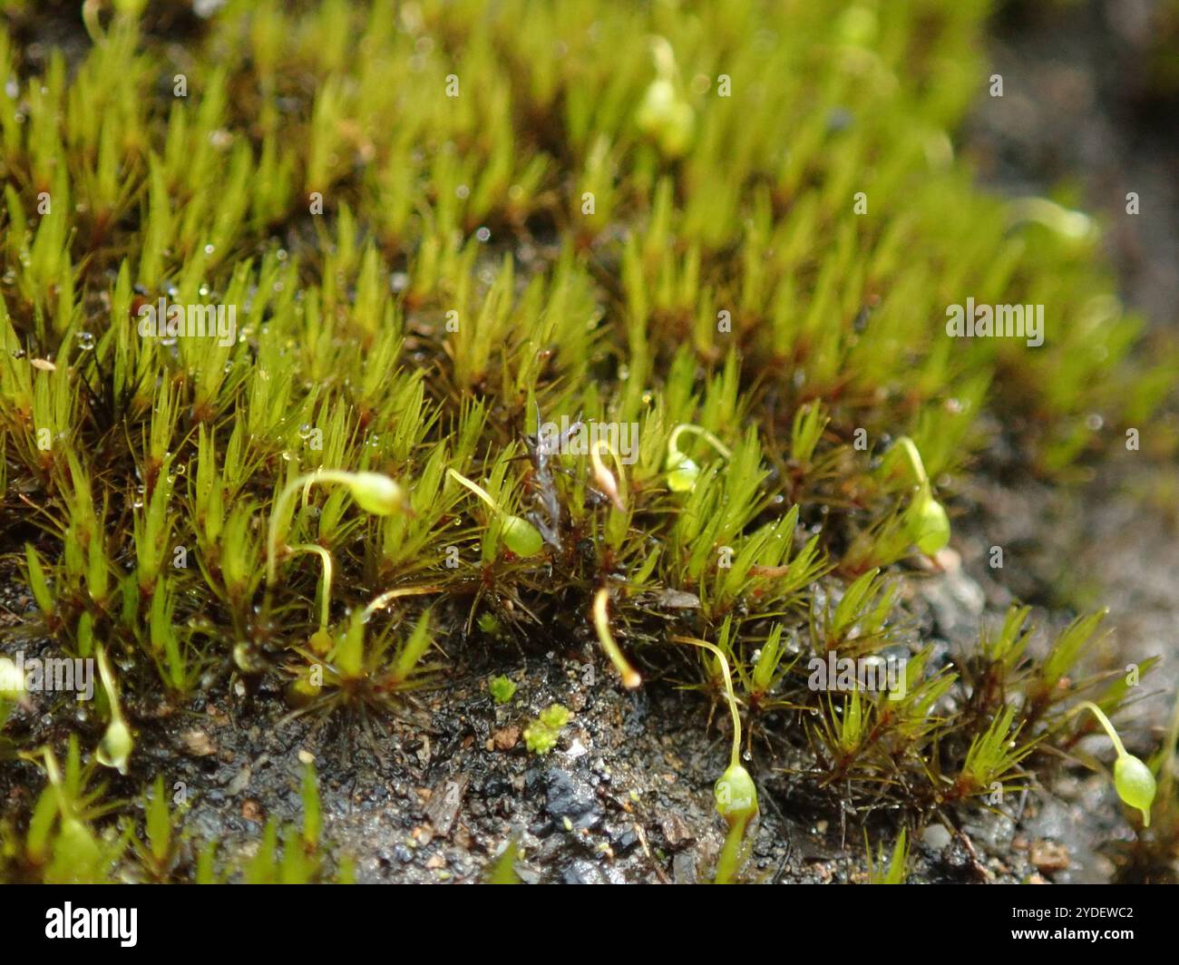 Sharp-leaved Blindia (Blindia acuta Stock Photo - Alamy