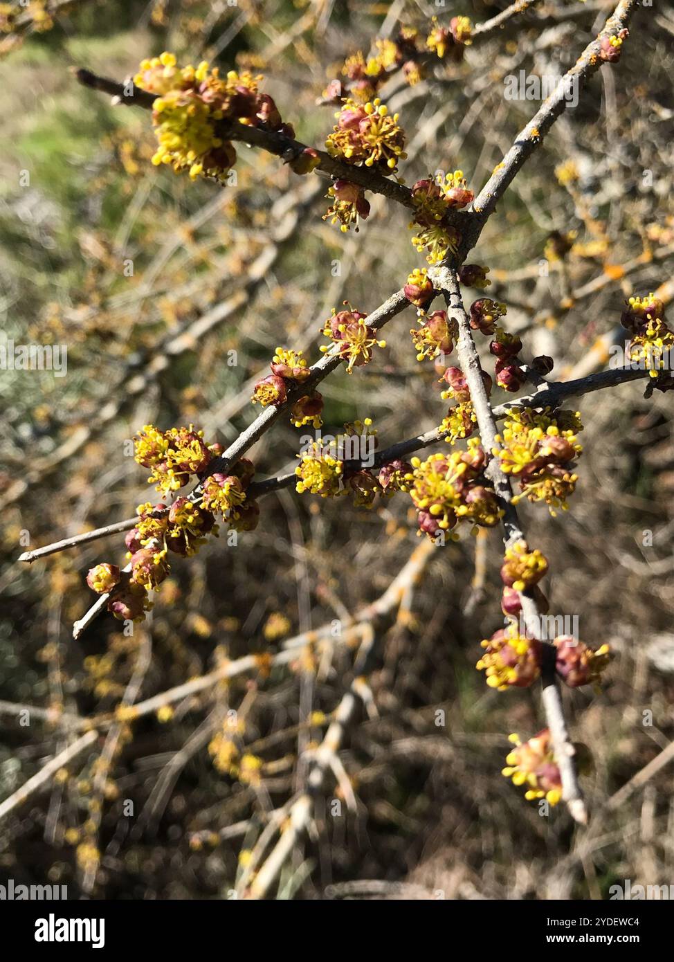 Stretchberry (Forestiera pubescens Stock Photo - Alamy
