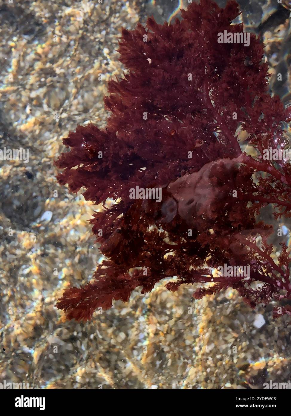 Sea Comb (Plocamium cartilagineum Stock Photo - Alamy