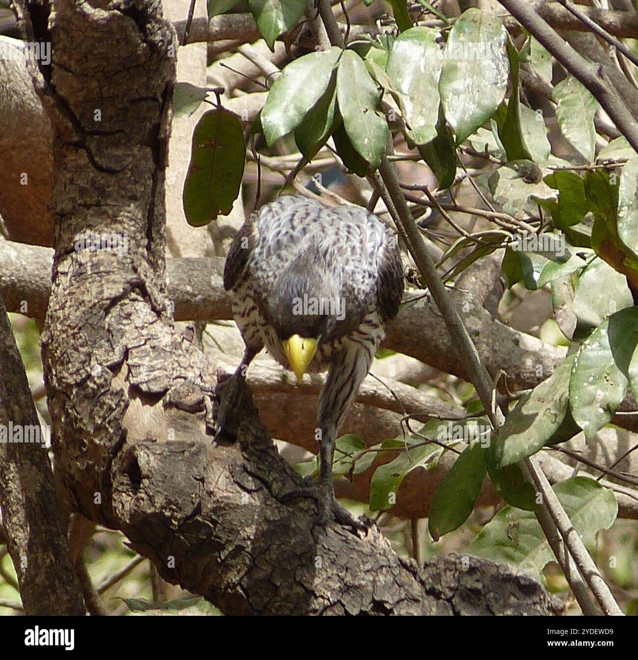 Western Plantain-eater (Crinifer piscator Stock Photo - Alamy