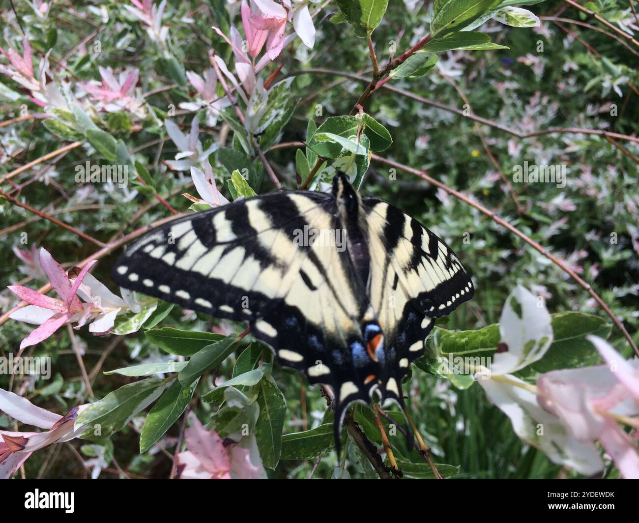 Canadian Tiger Swallowtail (Papilio canadensis Stock Photo - Alamy