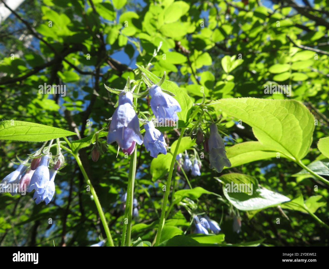Tall Bluebell (Mertensia paniculata Stock Photo - Alamy