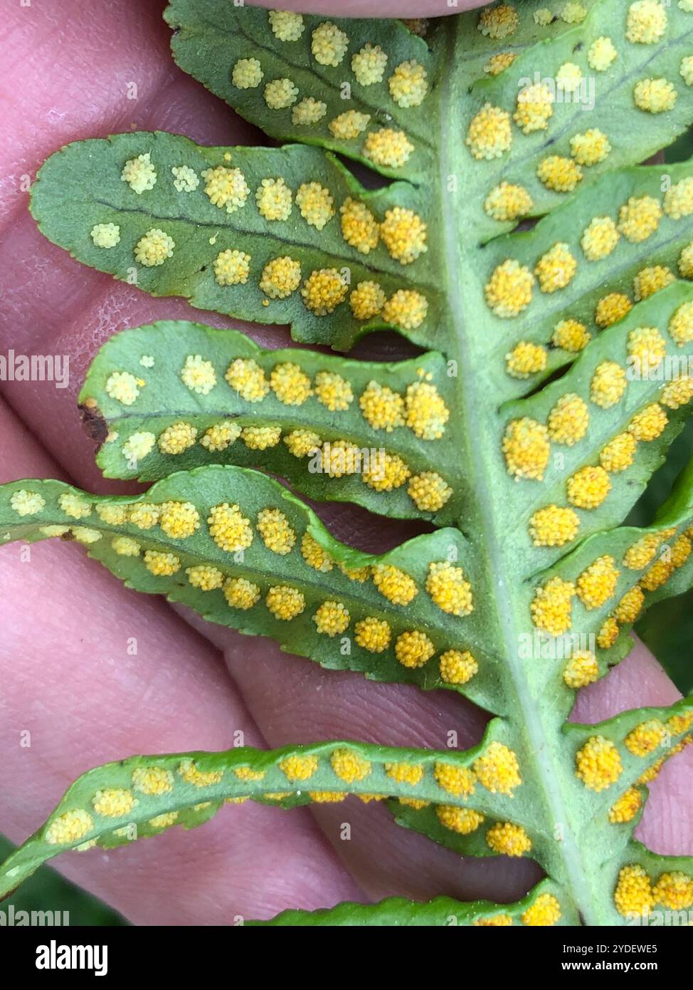 California Polypody (Polypodium californicum Stock Photo - Alamy