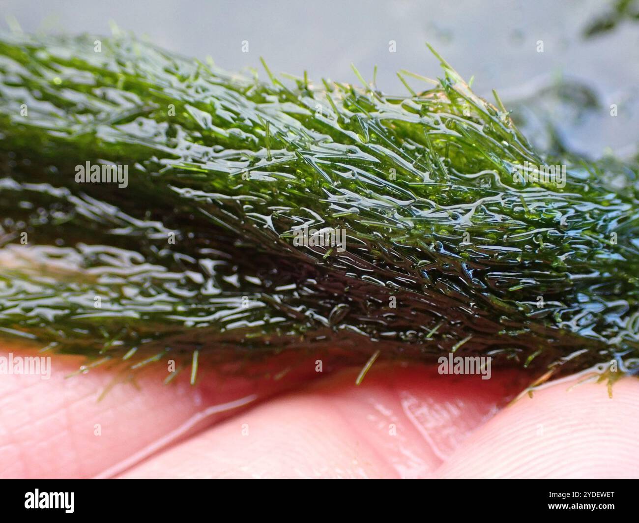 Acrosiphonia hi-res stock photography and images - Alamy