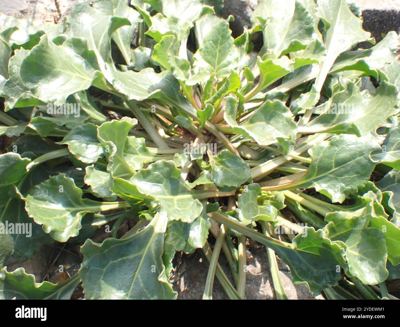 Sea beet beta maritima hi-res stock photography and images - Alamy