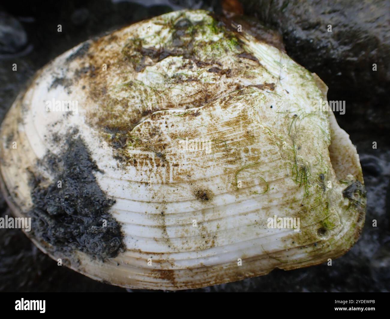 Bent-nosed Clam (Macoma nasuta Stock Photo - Alamy