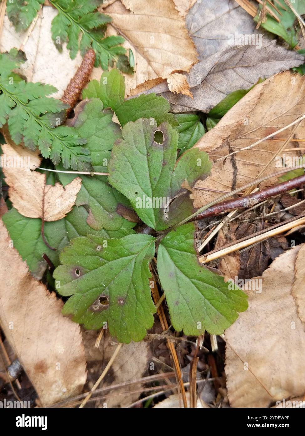 Appalachian barren-strawberry (Waldsteinia fragarioides Stock Photo - Alamy