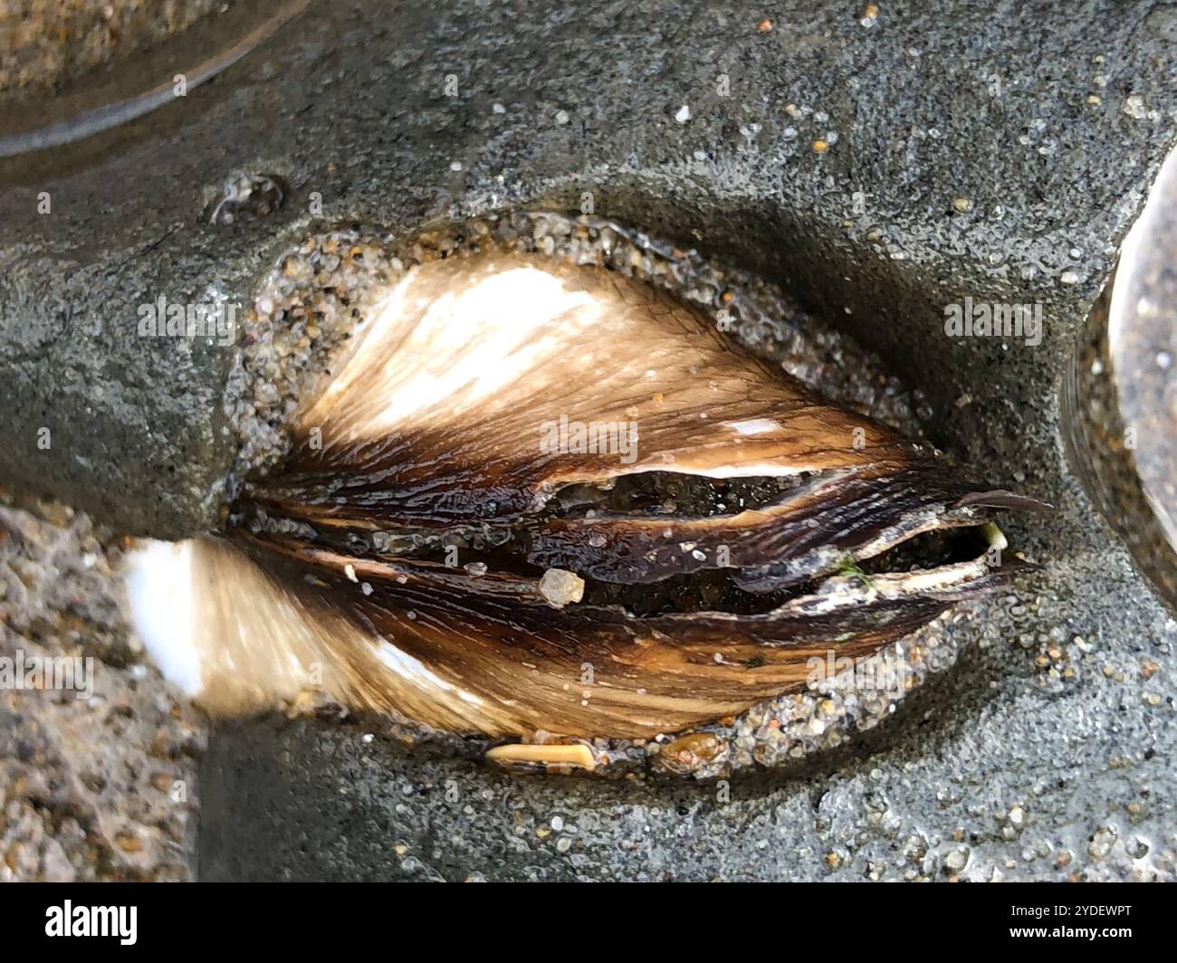 Scale-sided Piddock (Parapholas californica Stock Photo - Alamy