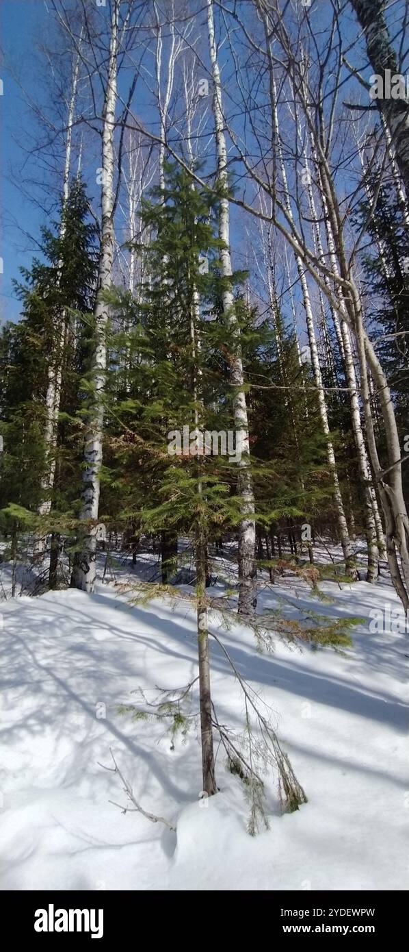 Siberian fir (Abies sibirica Stock Photo - Alamy