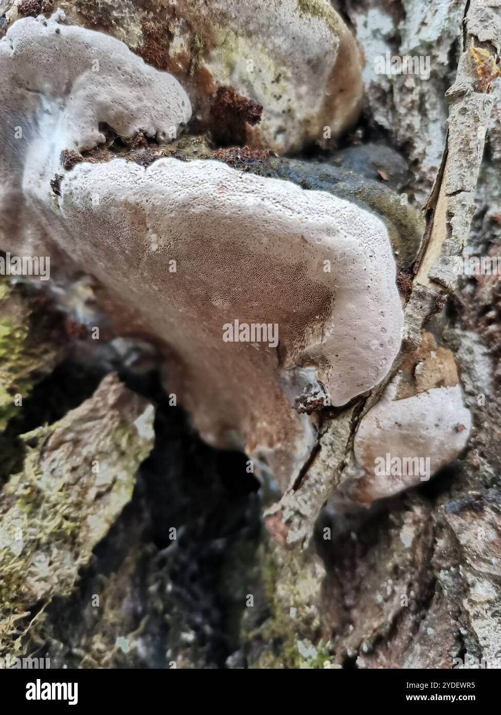Willow Bracket (Phellinus igniarius Stock Photo - Alamy