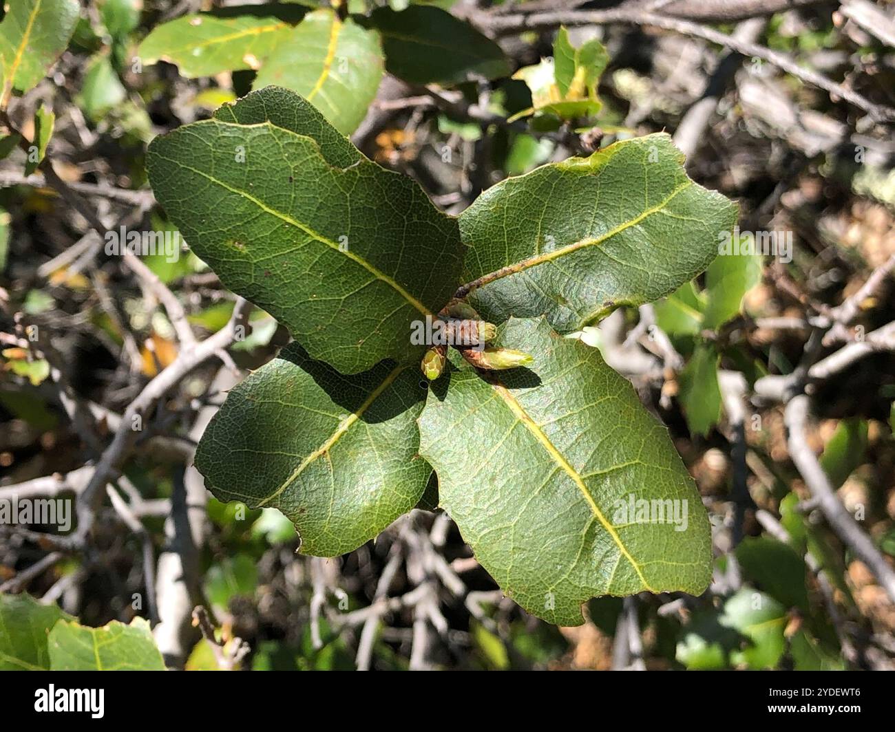 interior live oak (Quercus wislizeni Stock Photo - Alamy