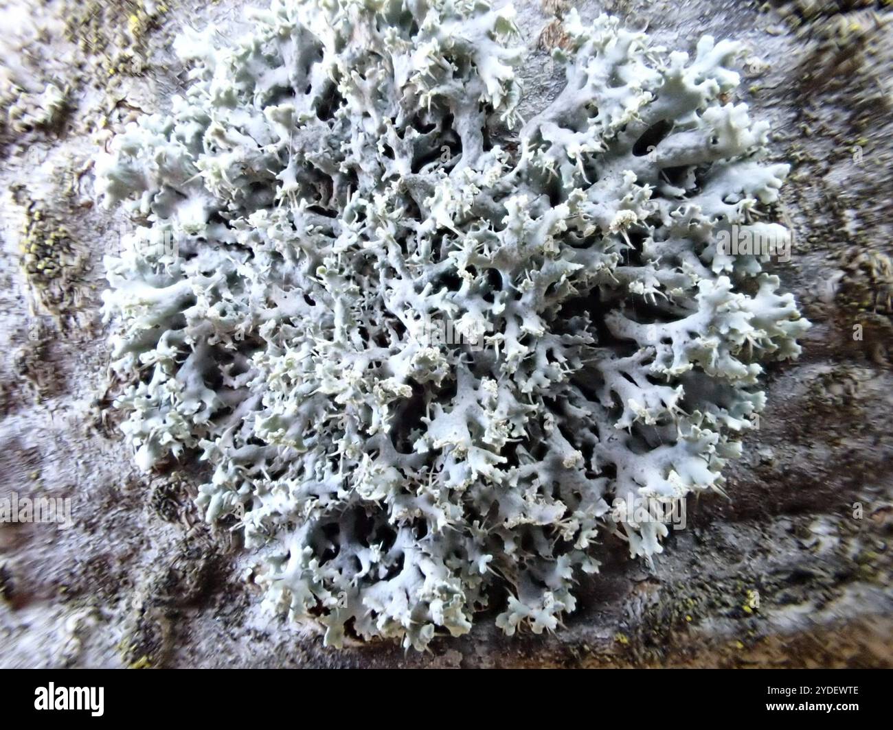 Fringed Rosette Lichen (Physcia tenella Stock Photo - Alamy