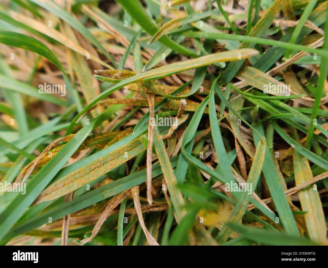 cereal rusts (Puccinia graminis Stock Photo - Alamy