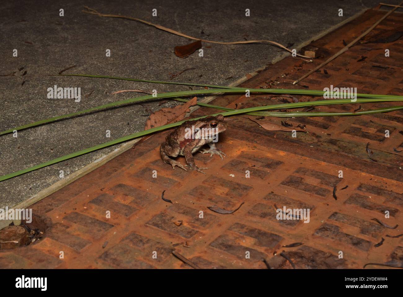 Western Japanese Common Toad (Bufo praetextatus Stock Photo - Alamy