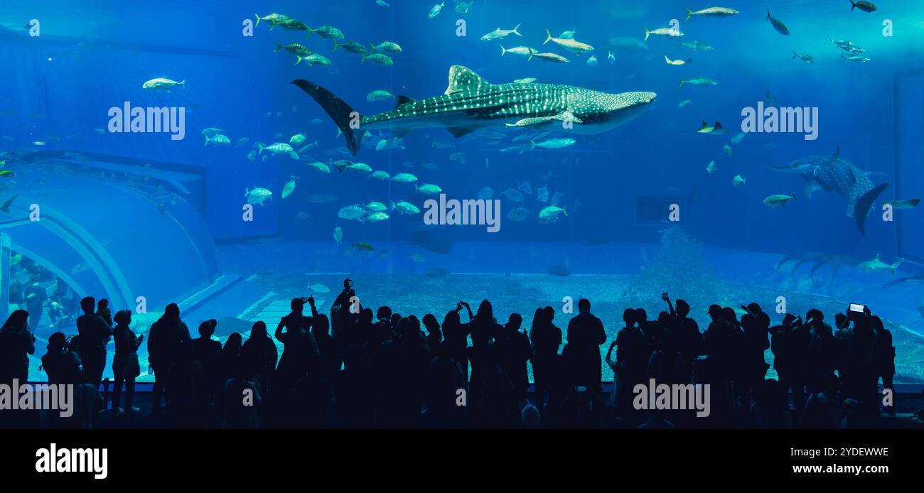 Whale Shark in the Okinawa Churaumi Aquarium. There are many fish ...