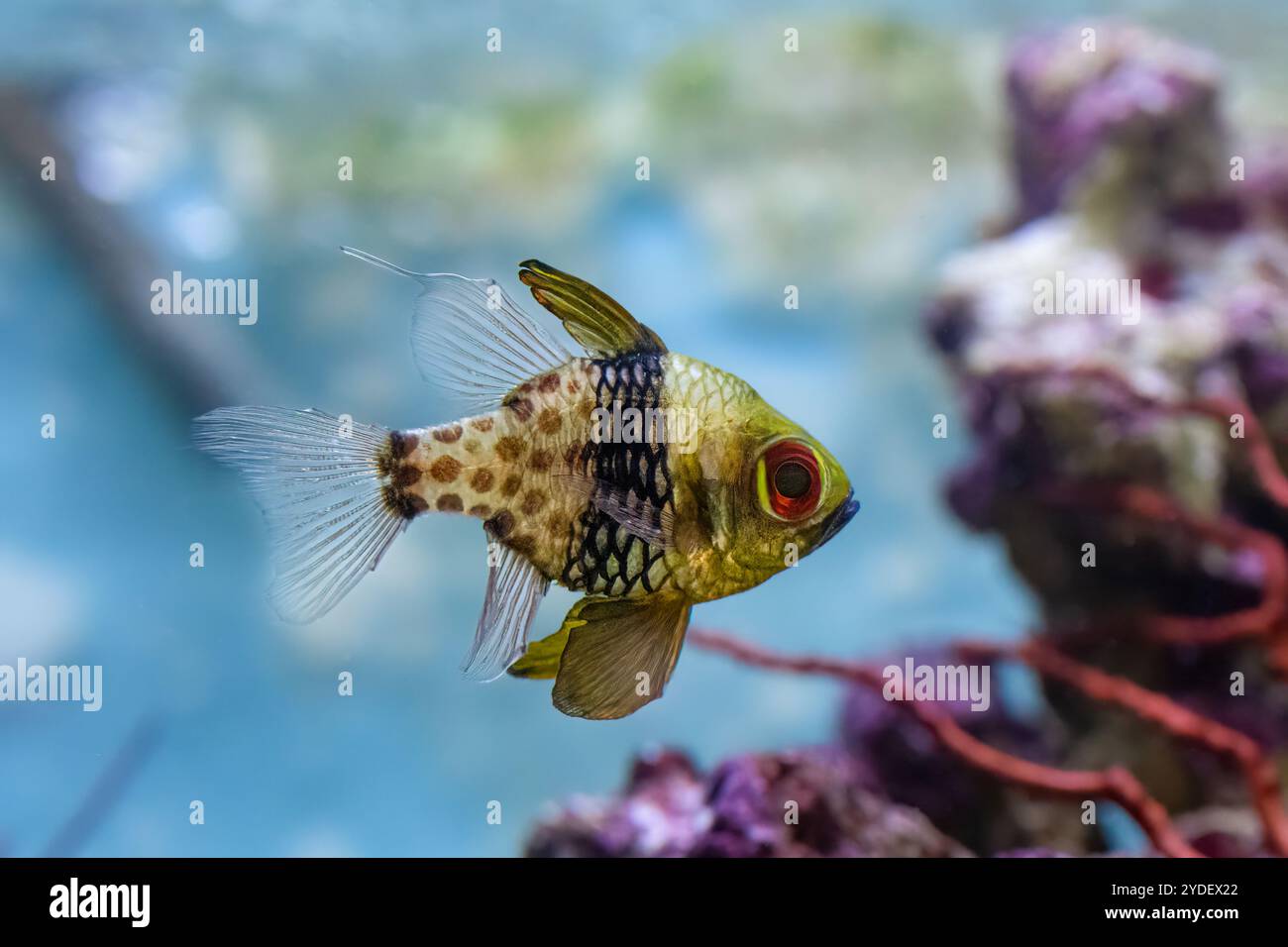 The pajama cardinalfish, Sphaeramia nematoptera, It grows to around 8.5 ...