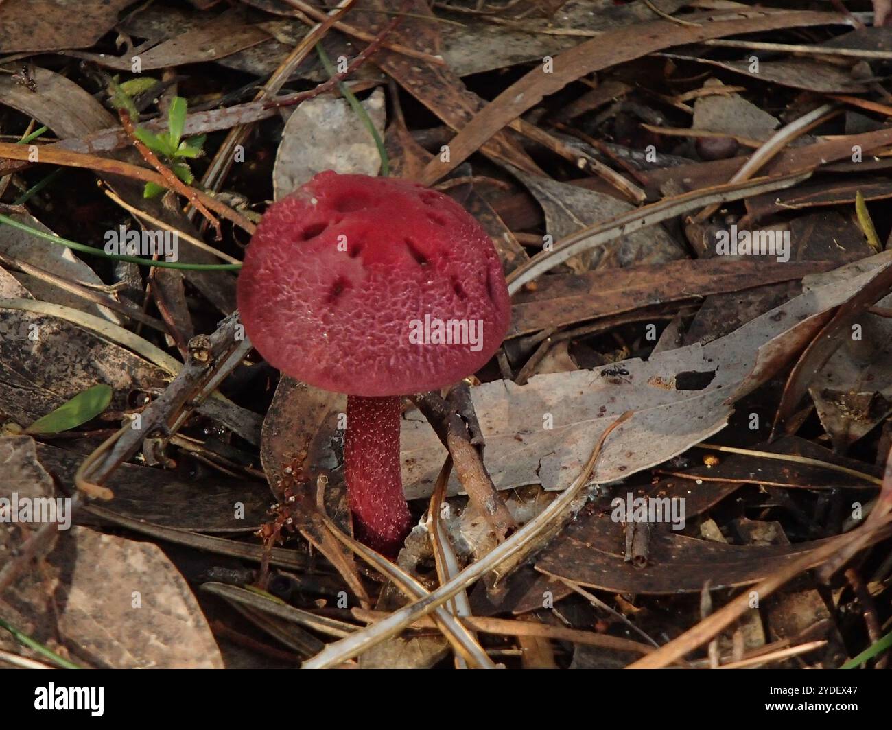 rhubarb bolete (Boletellus obscurecoccineus Stock Photo - Alamy