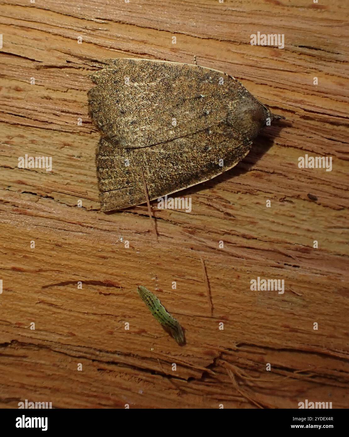 Pale-bordered Cape-moth (Authaemon stenonipha Stock Photo - Alamy