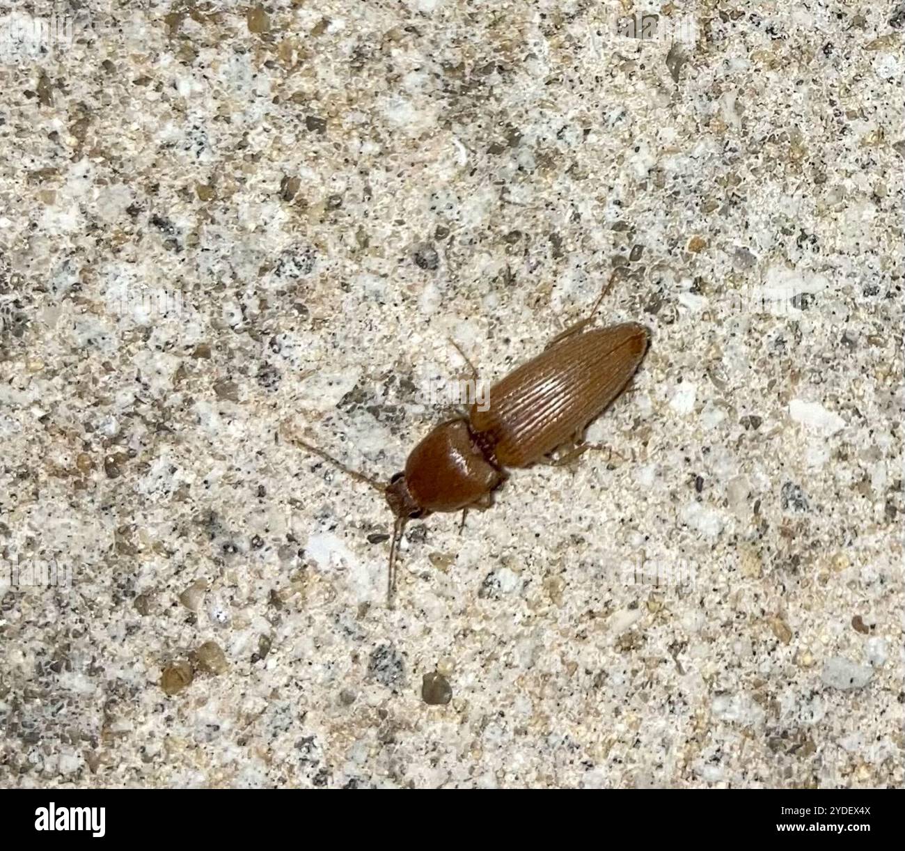 Peanut wireworm (Monocrepidius scissus Stock Photo - Alamy