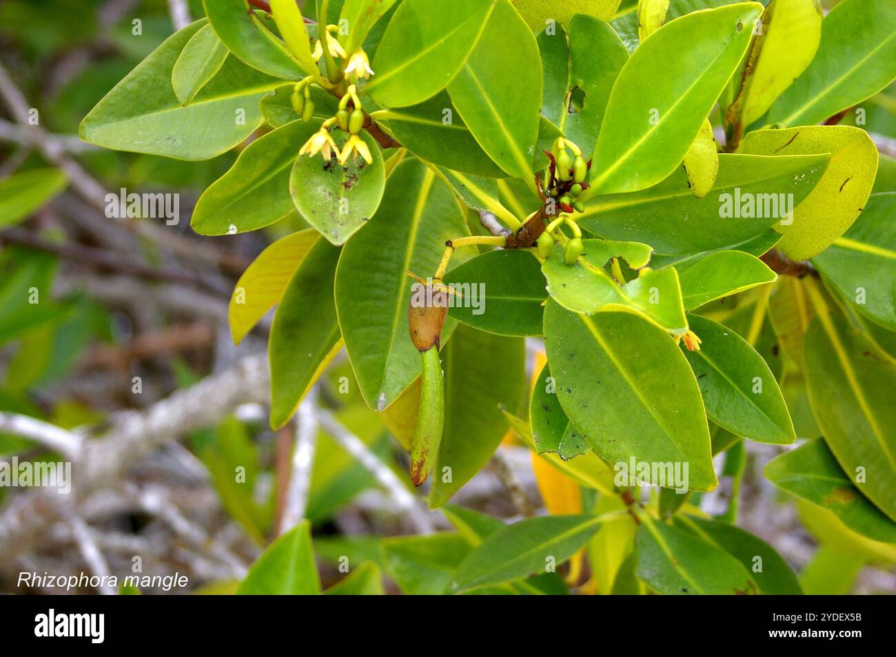 red mangrove (Rhizophora mangle Stock Photo - Alamy