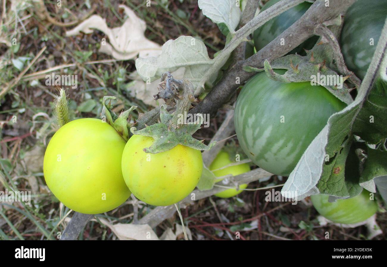 Thorn Bitter Apple (Solanum lichtensteinii Stock Photo - Alamy