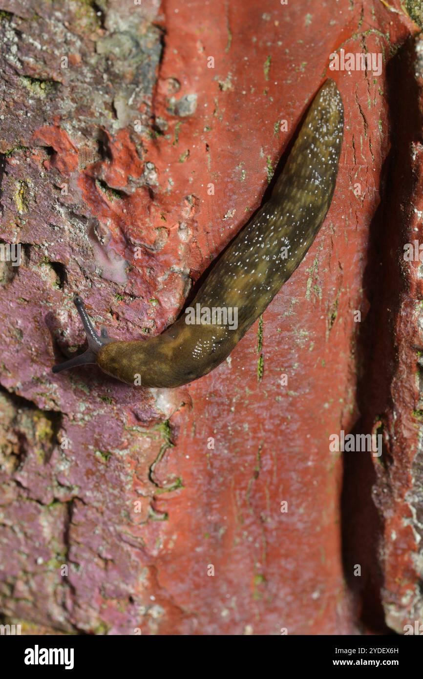 Green Cellar Slug (Limacus maculatus Stock Photo - Alamy