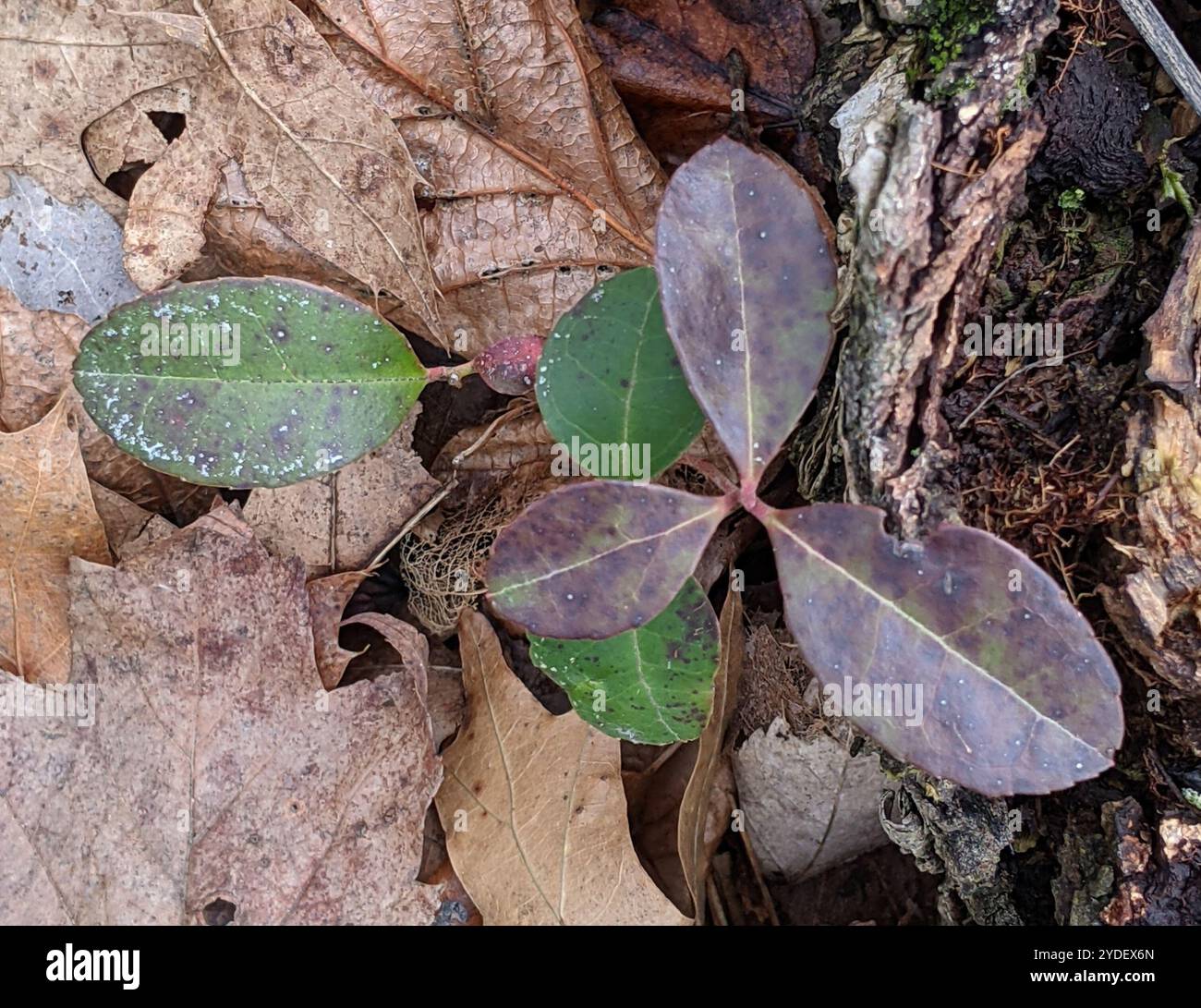 Eastern Teaberry (Gaultheria procumbens Stock Photo - Alamy
