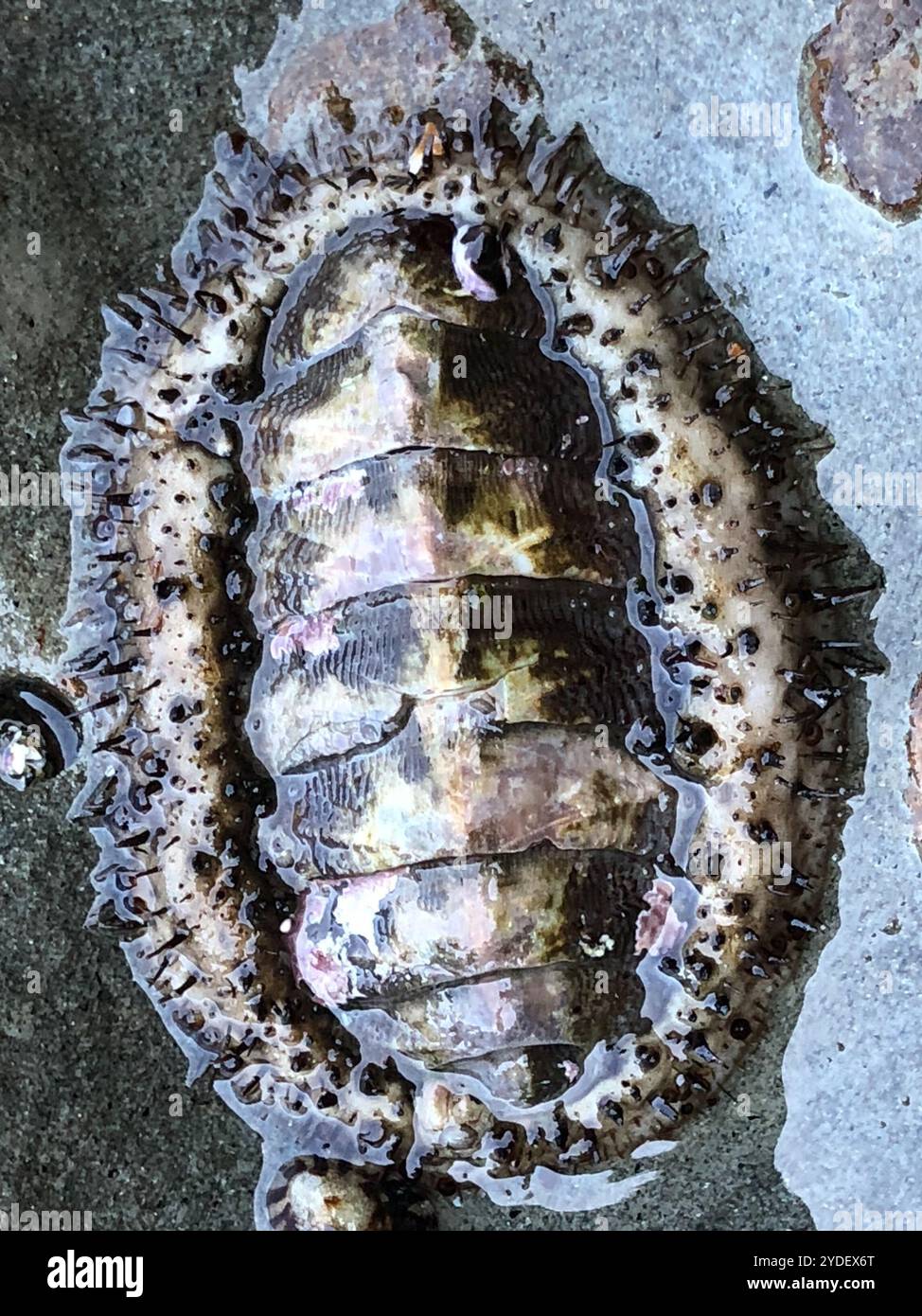 Mossy Chiton (Mopalia muscosa Stock Photo - Alamy