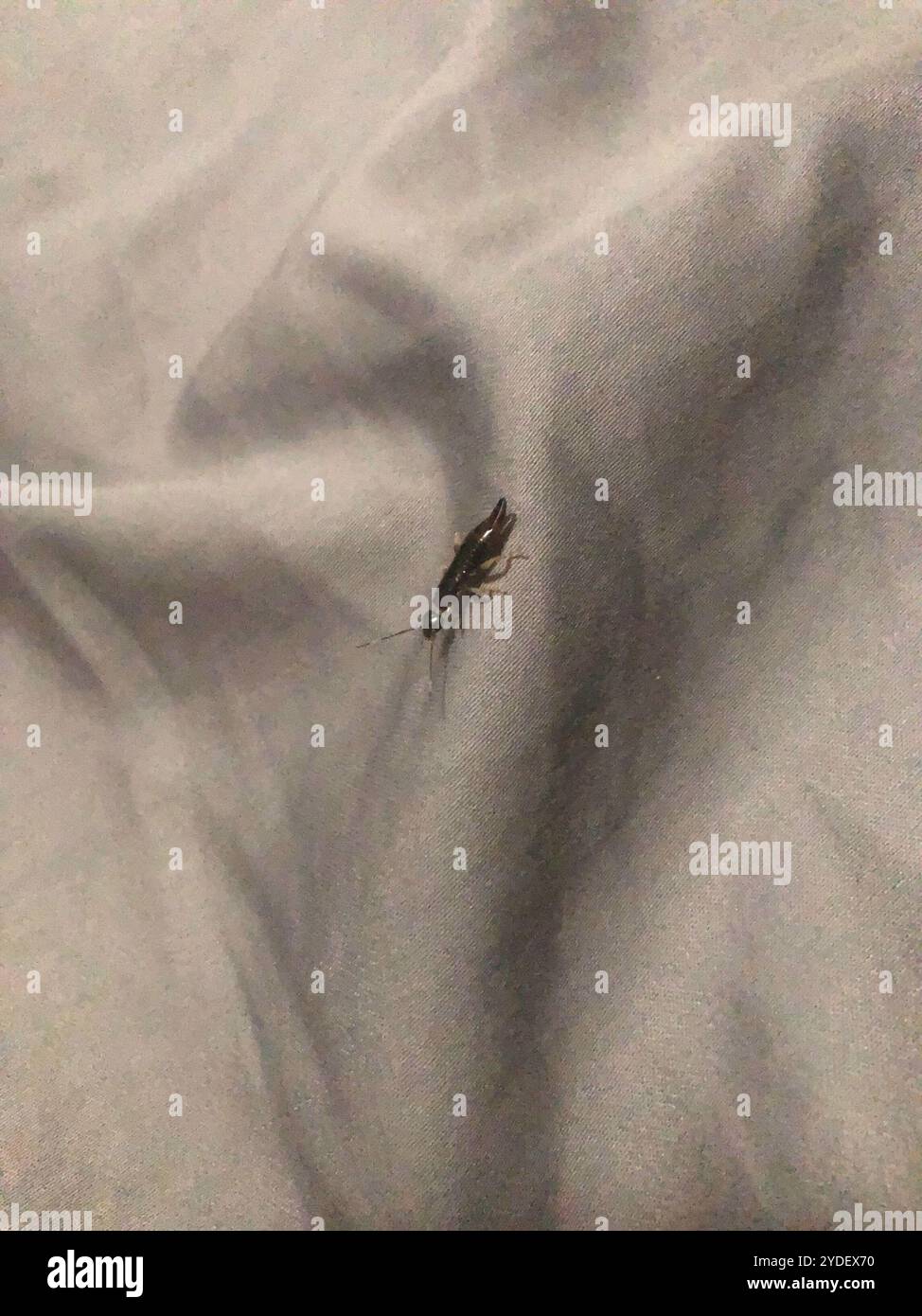 Ring-legged Earwig (Euborellia annulipes Stock Photo - Alamy