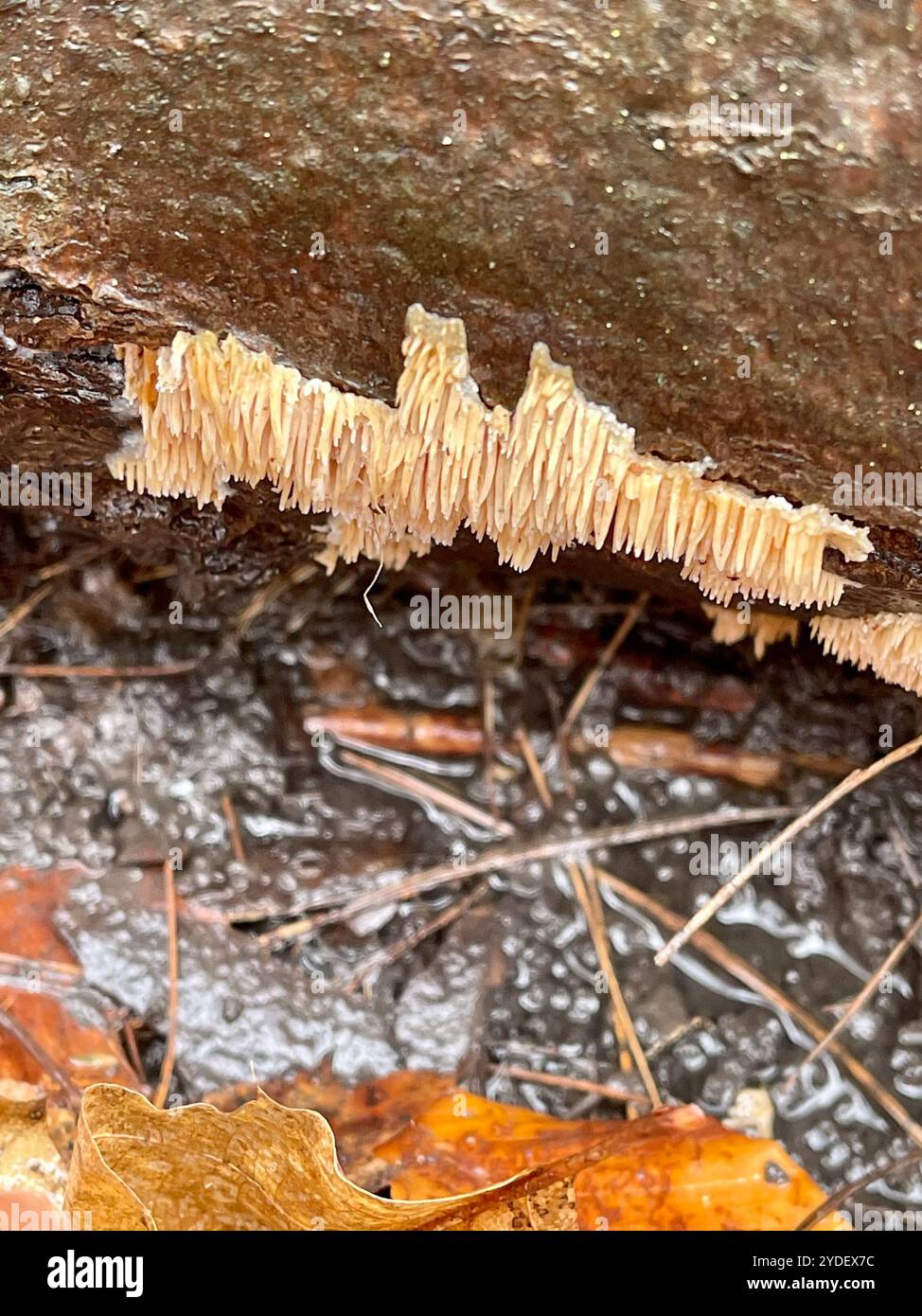 Milk-white Toothed Polypore (Irpex lacteus Stock Photo - Alamy