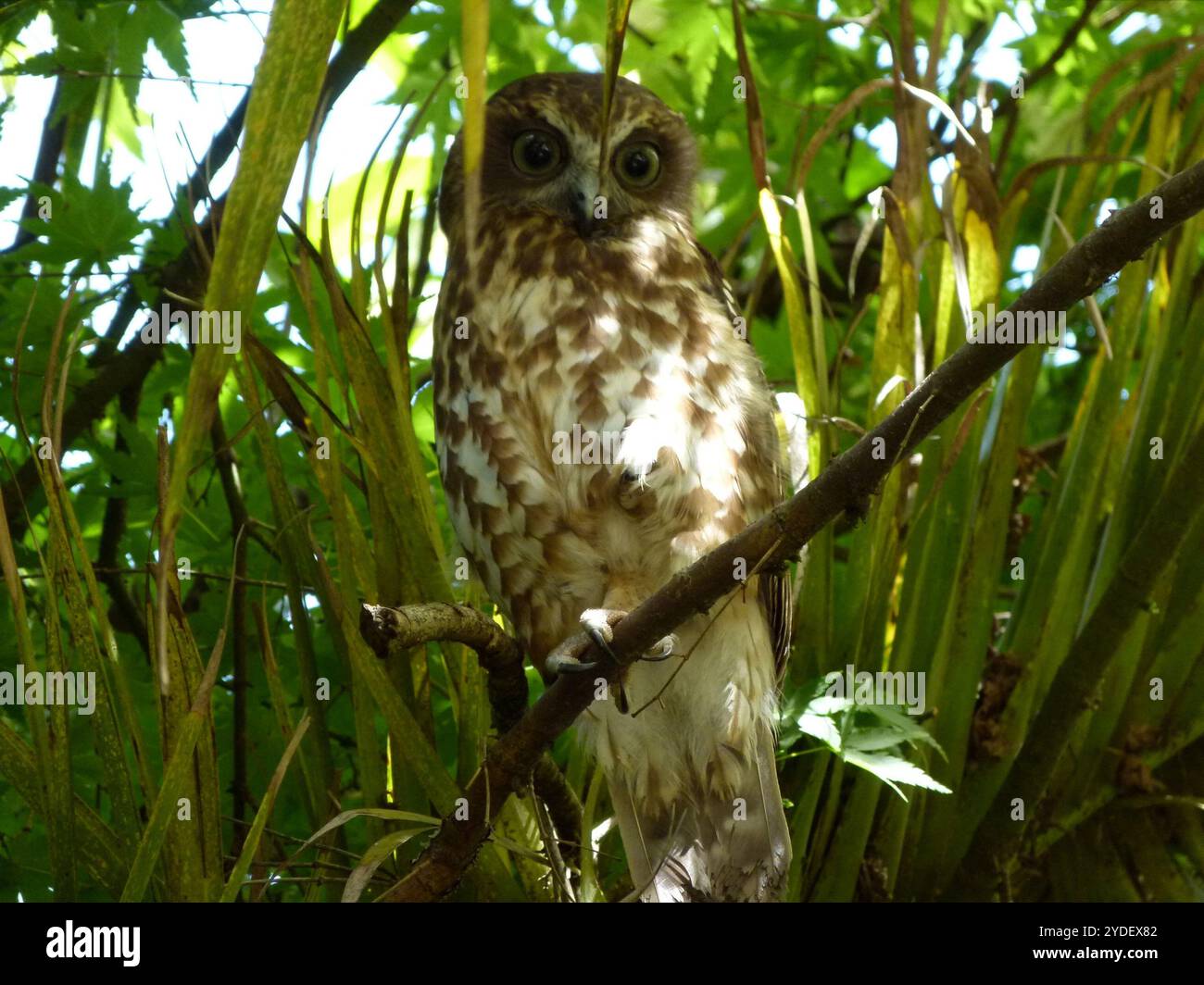 Southern Boobook (Ninox boobook Stock Photo - Alamy
