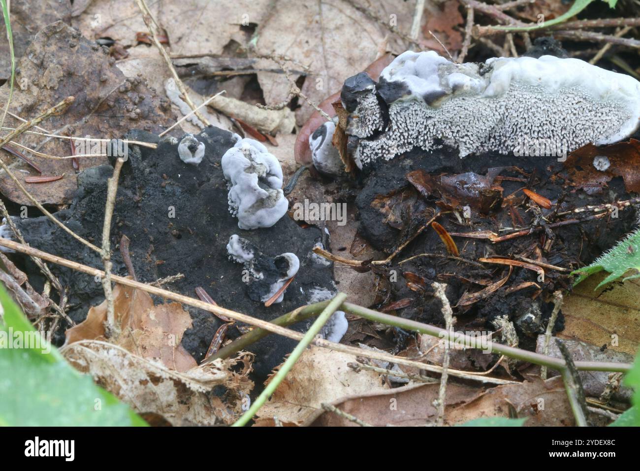Phellodon niger hi-res stock photography and images - Alamy