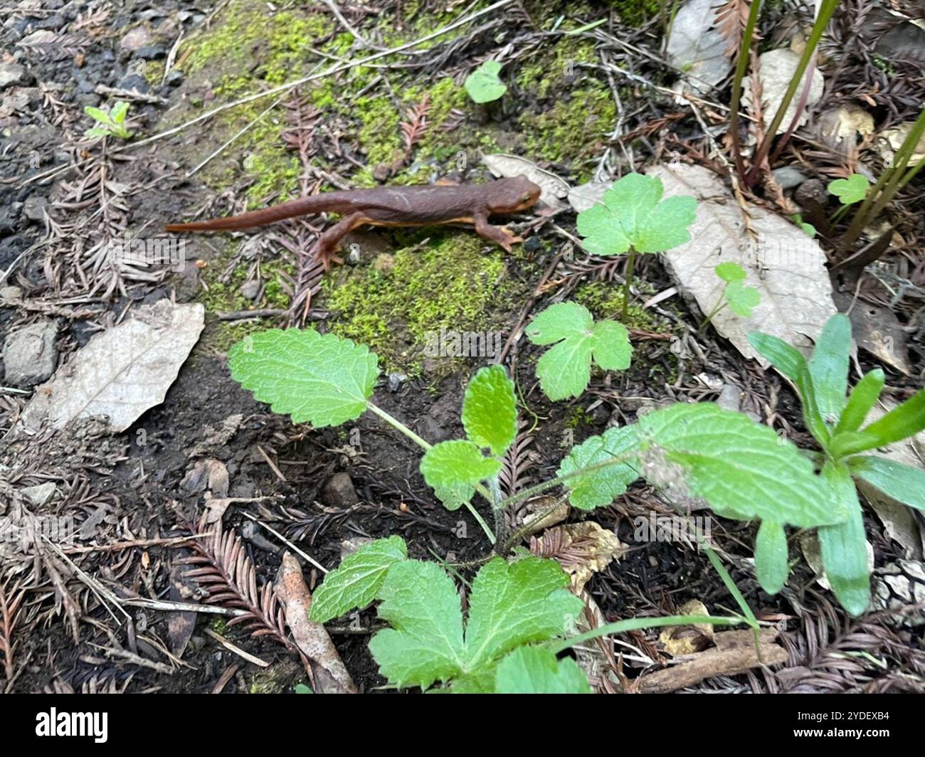 California Newt (Taricha torosa Stock Photo - Alamy
