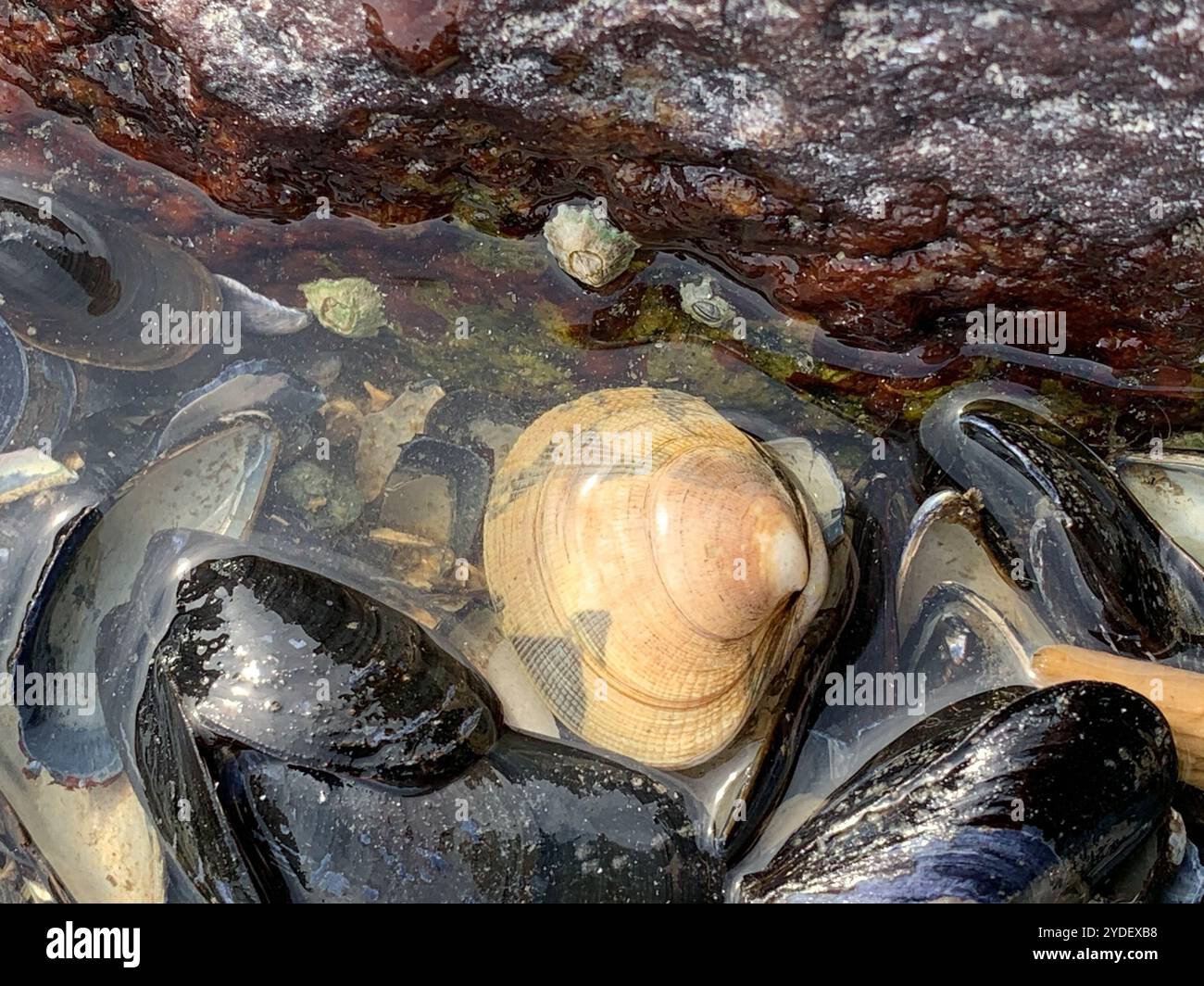 Japanese Littleneck (Ruditapes philippinarum Stock Photo - Alamy