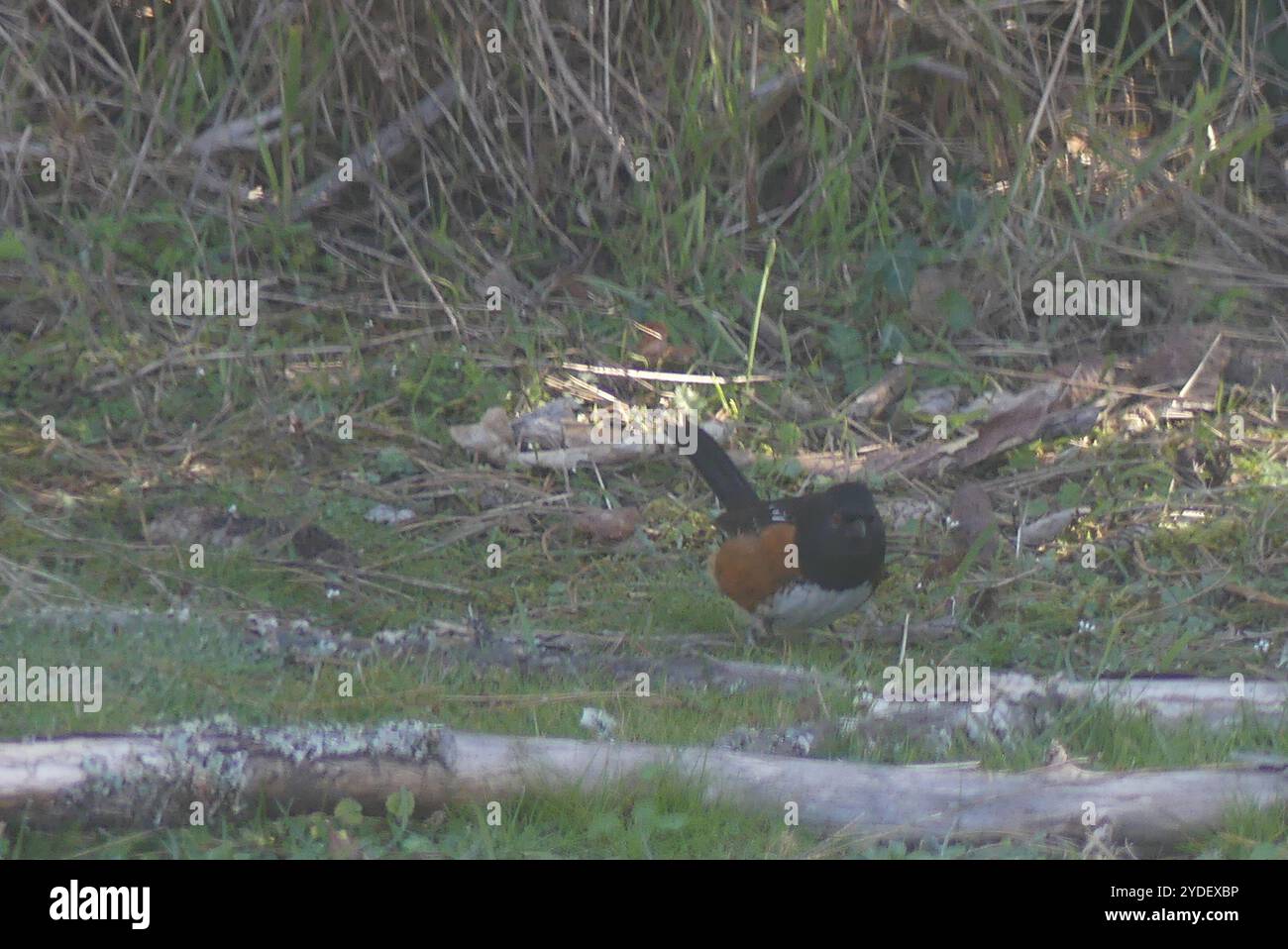 Spotted Towhee (Pipilo maculatus Stock Photo - Alamy