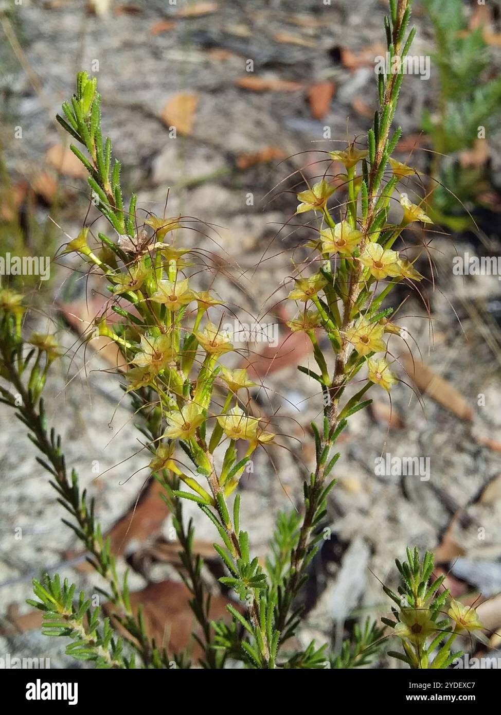 Fringe Myrtle (Calytrix tetragona Stock Photo - Alamy