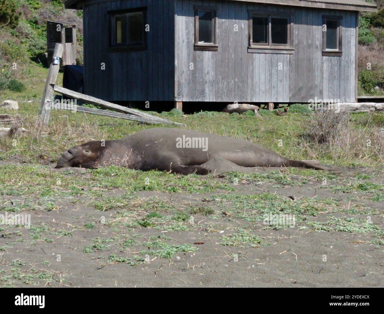 Northern Elephant Seal (Mirounga angustirostris Stock Photo - Alamy
