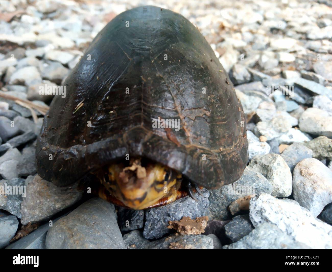White-lipped Mud Turtle (Kinosternon leucostomum Stock Photo - Alamy