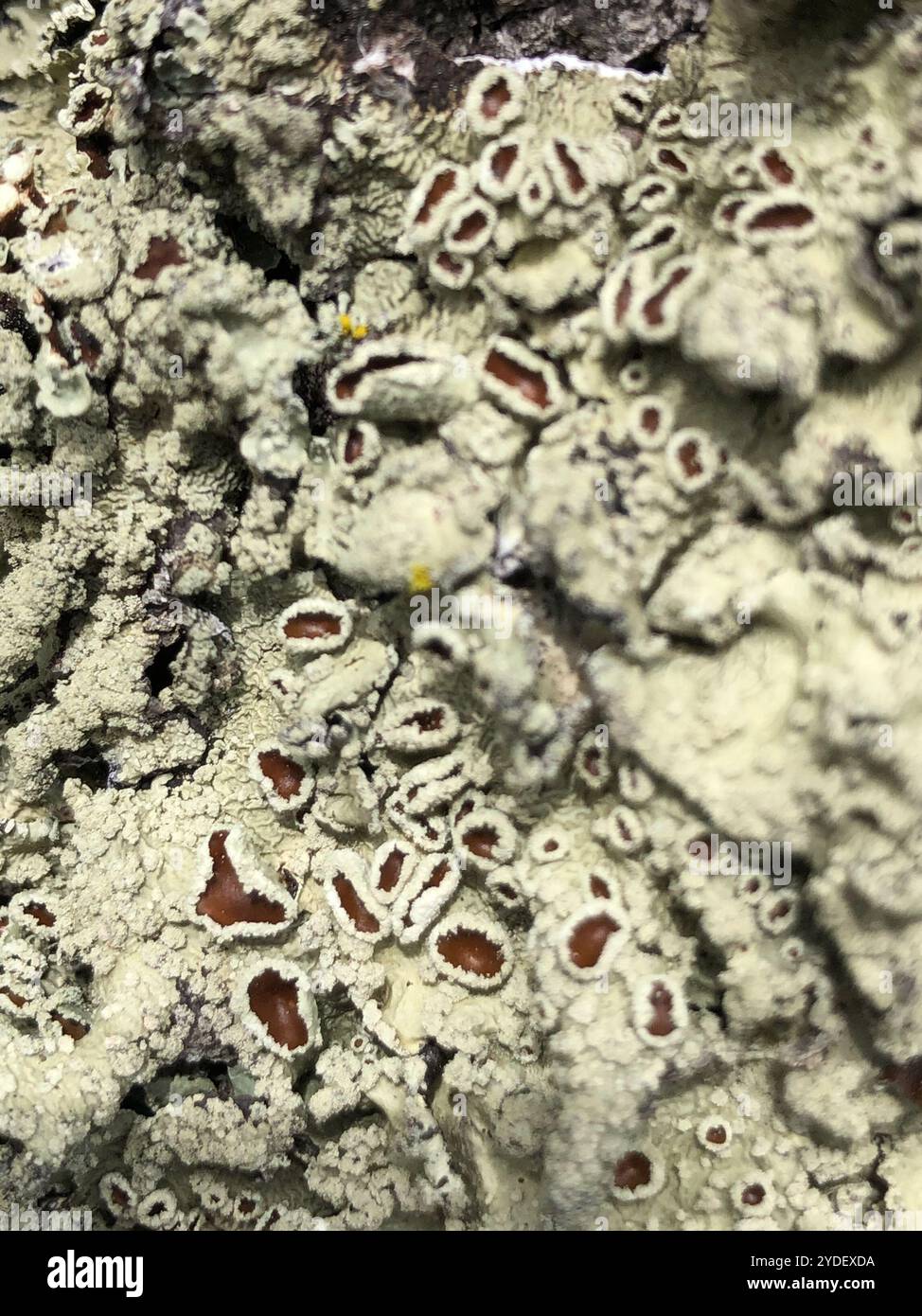 common greenshield lichen (Flavoparmelia caperata Stock Photo - Alamy