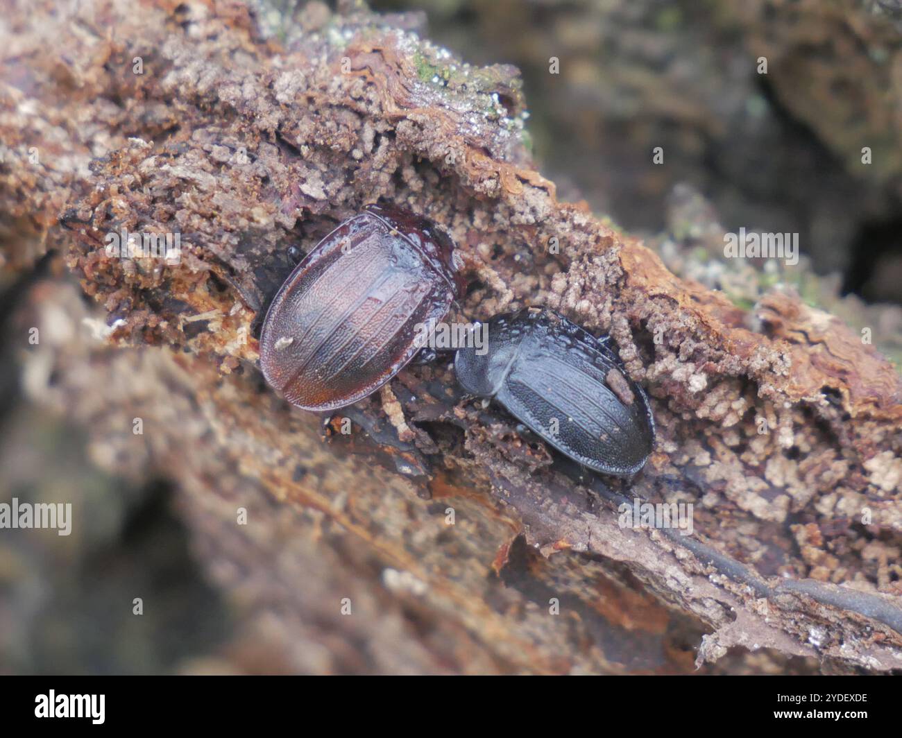 Black snail beetle (Phosphuga atrata Stock Photo - Alamy