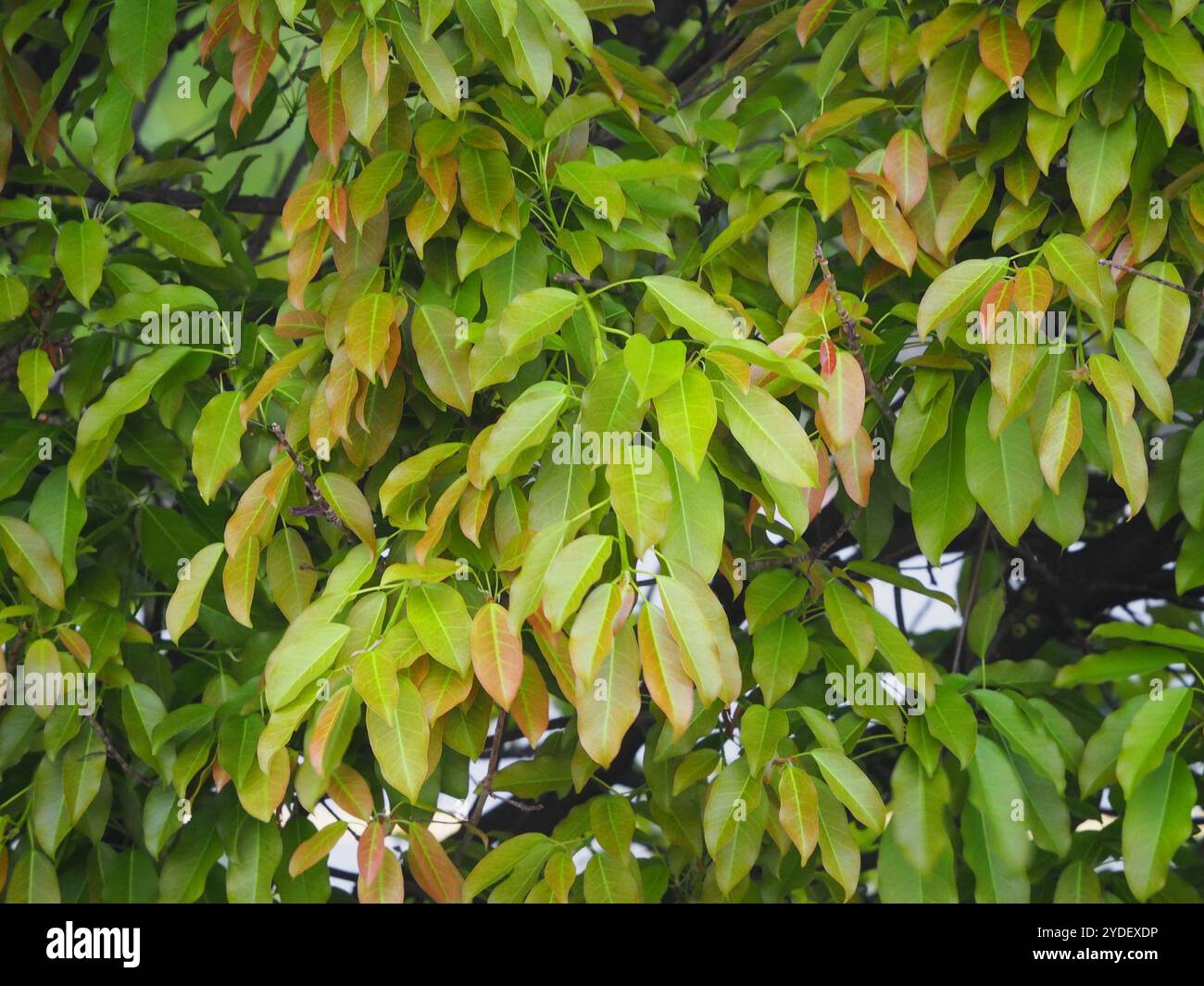 Japanese Superb Fig (Ficus subpisocarpa Stock Photo - Alamy