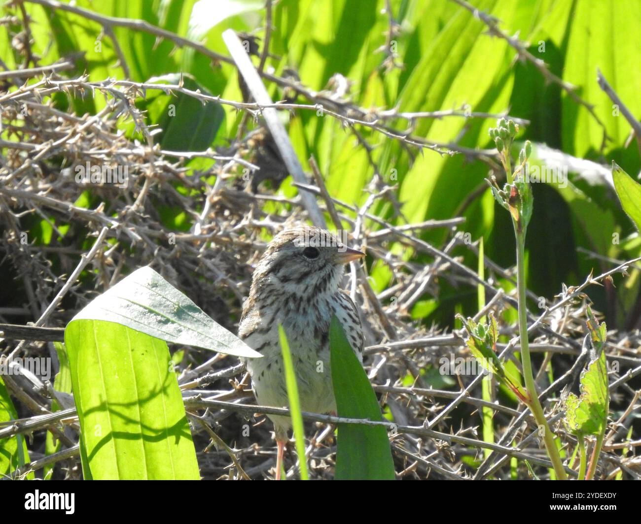 Savannah Sparrow (Passerculus sandwichensis Stock Photo - Alamy