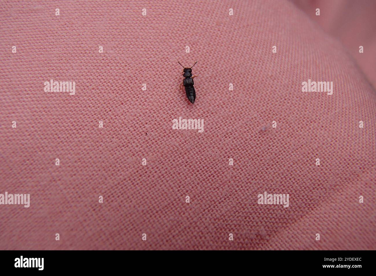 Spiny legged rove beetles hi-res stock photography and images - Alamy