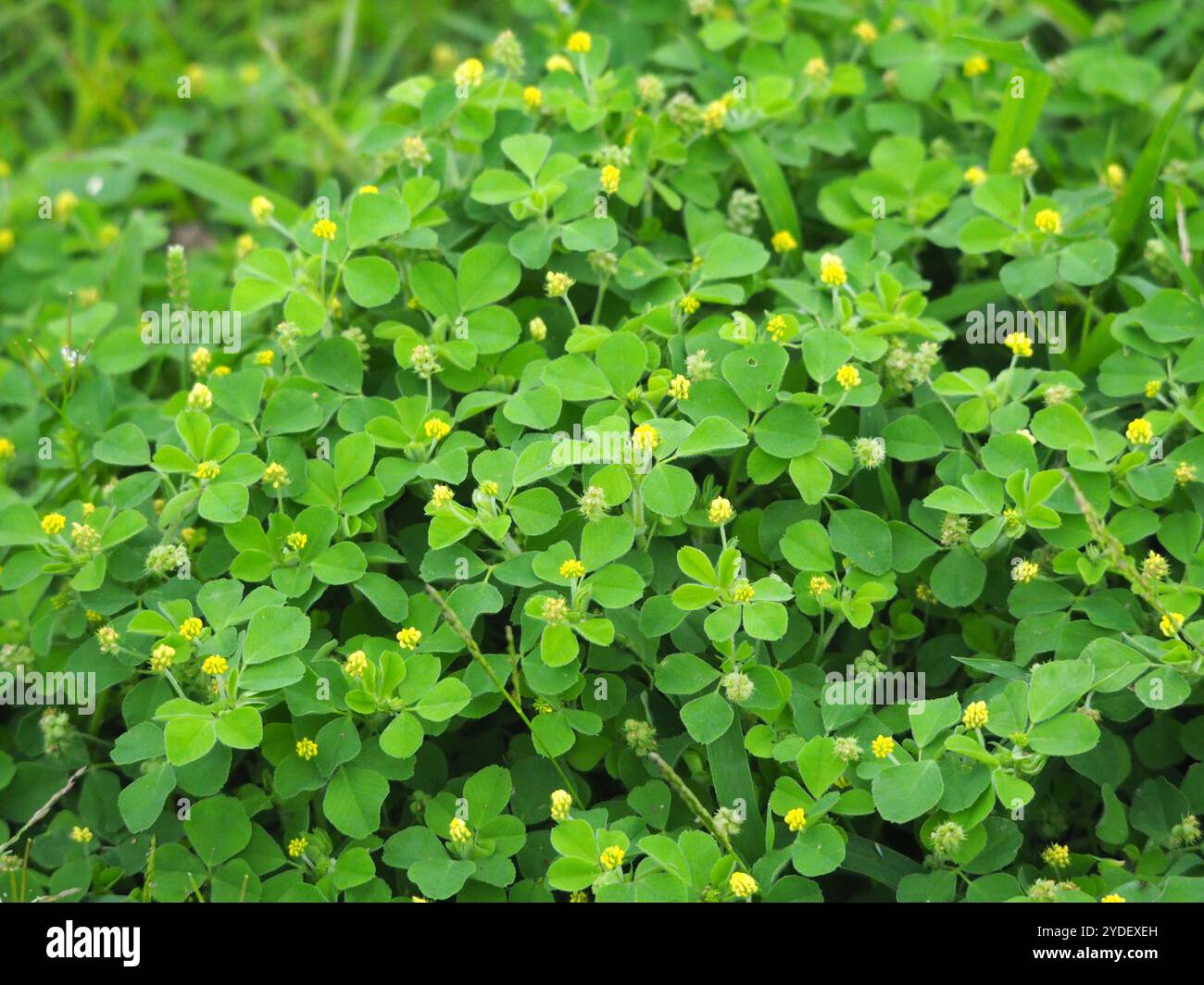 Black Medick (Medicago lupulina Stock Photo - Alamy