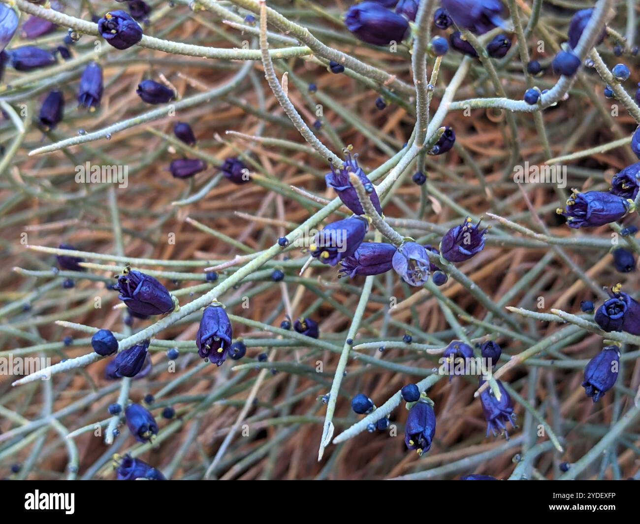 Turpentine Broom (Thamnosma montana Stock Photo - Alamy