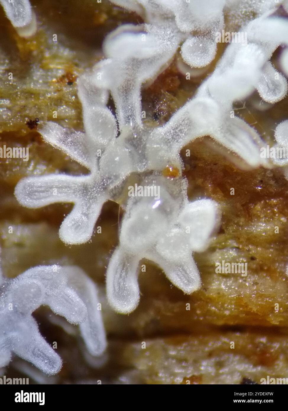 Honeycomb Coral Slime Mold (Ceratiomyxa fruticulosa Stock Photo - Alamy
