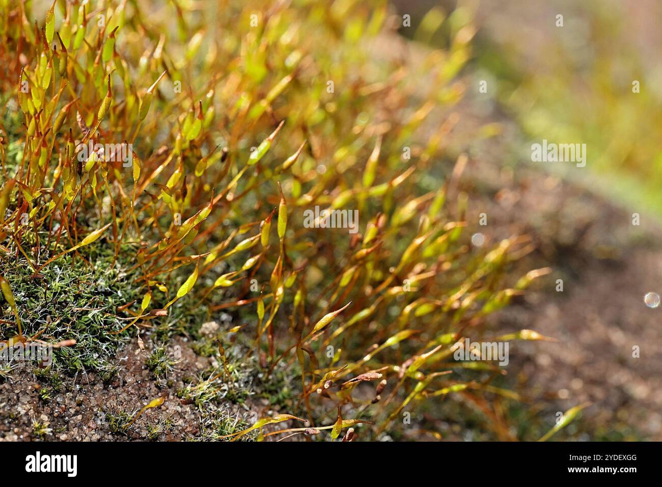 Wall Screw-moss (Tortula muralis Stock Photo - Alamy