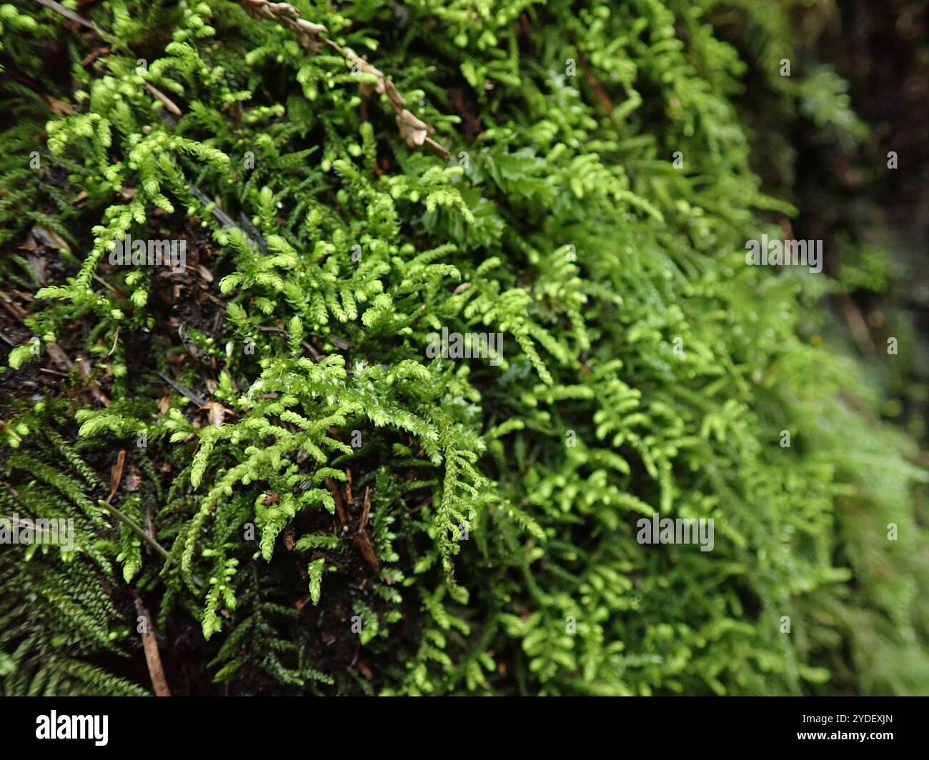 Bolander's claopodium moss (Claopodium bolanderi Stock Photo - Alamy