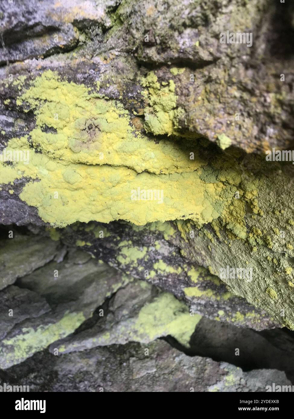 gold dust lichen (Chrysothrix candelaris Stock Photo - Alamy