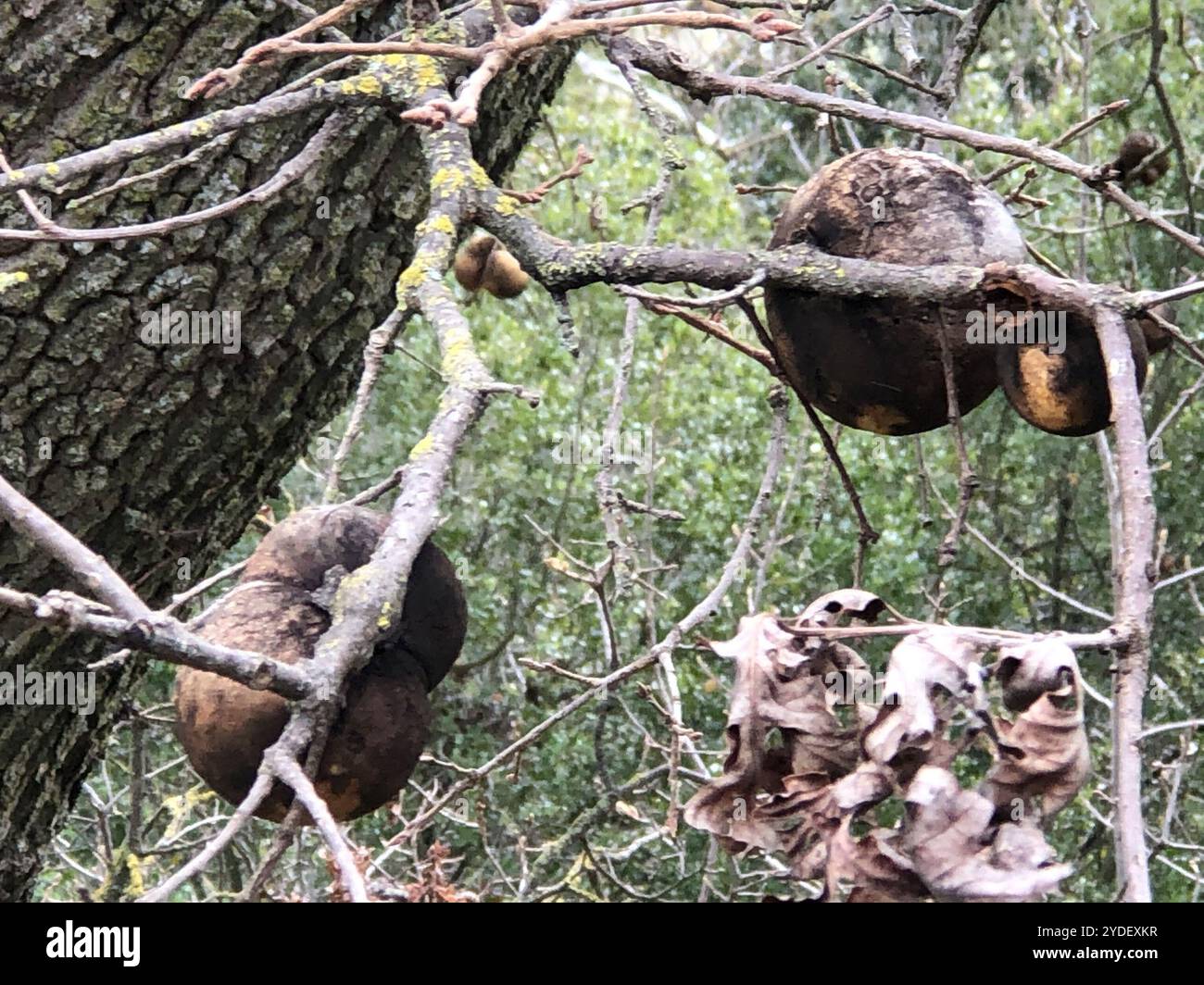 California Gall Wasp (Andricus quercuscalifornicus Stock Photo - Alamy